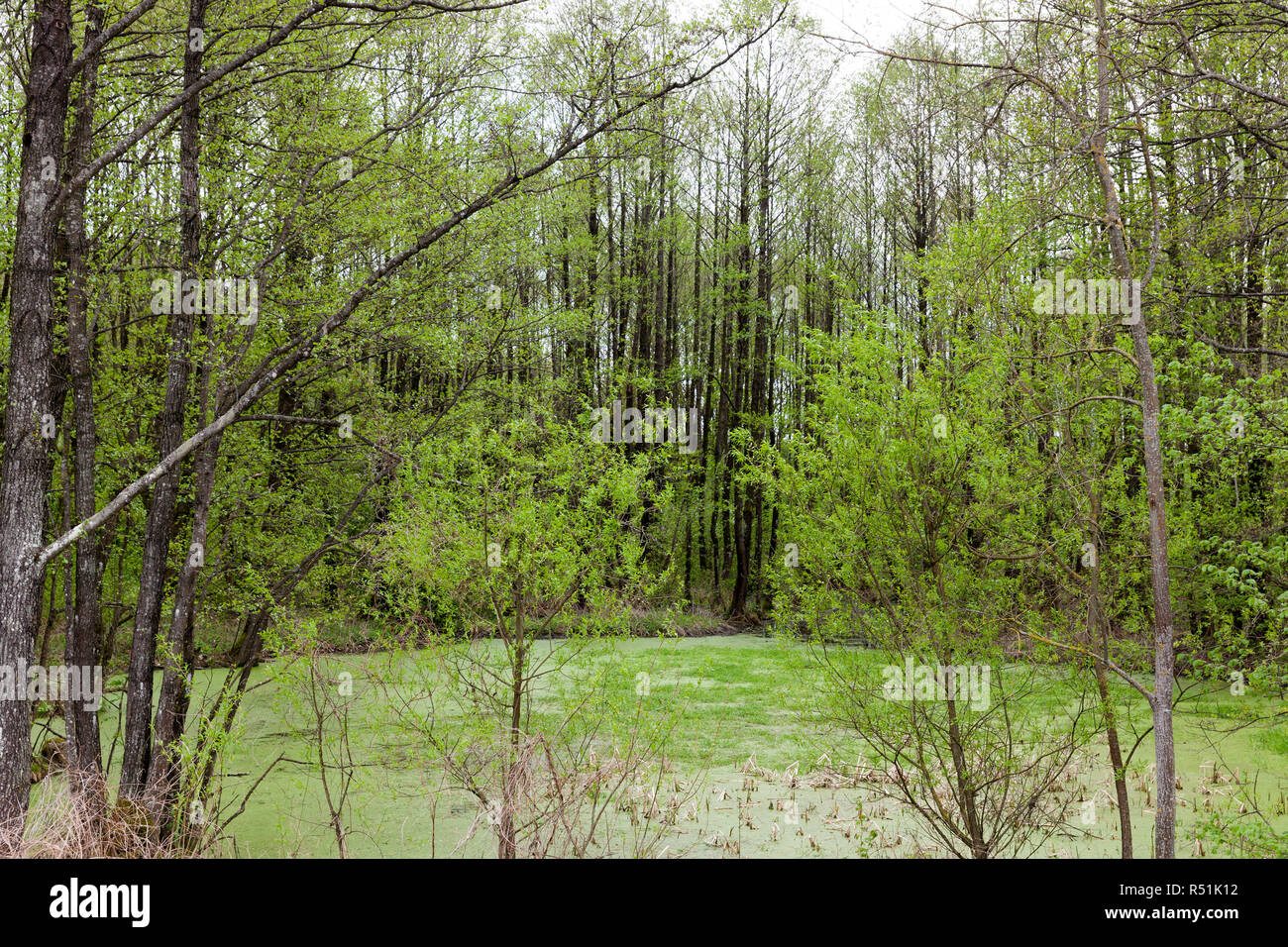 a mud covered marsh in the forest, deciduous trees grow along the edges ...