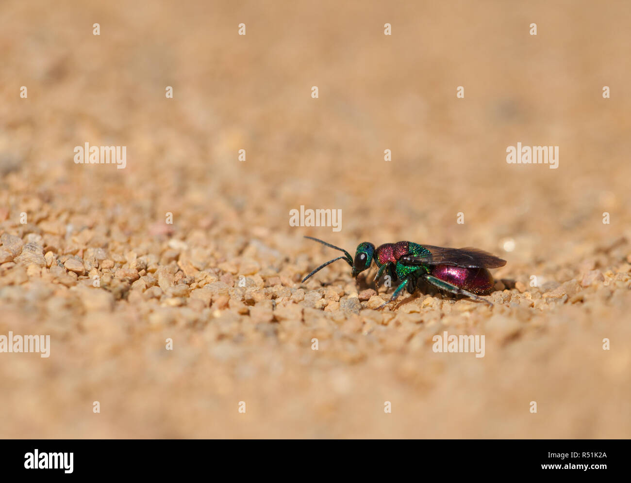 Cuckoo wasp hi-res stock photography and images - Alamy