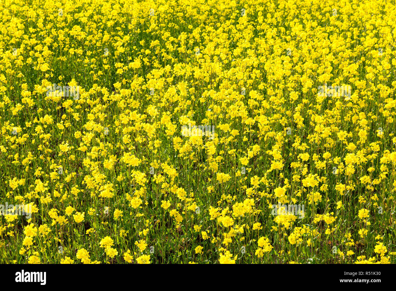 yellow spring rapeseed flowers on the field, spring features of ...