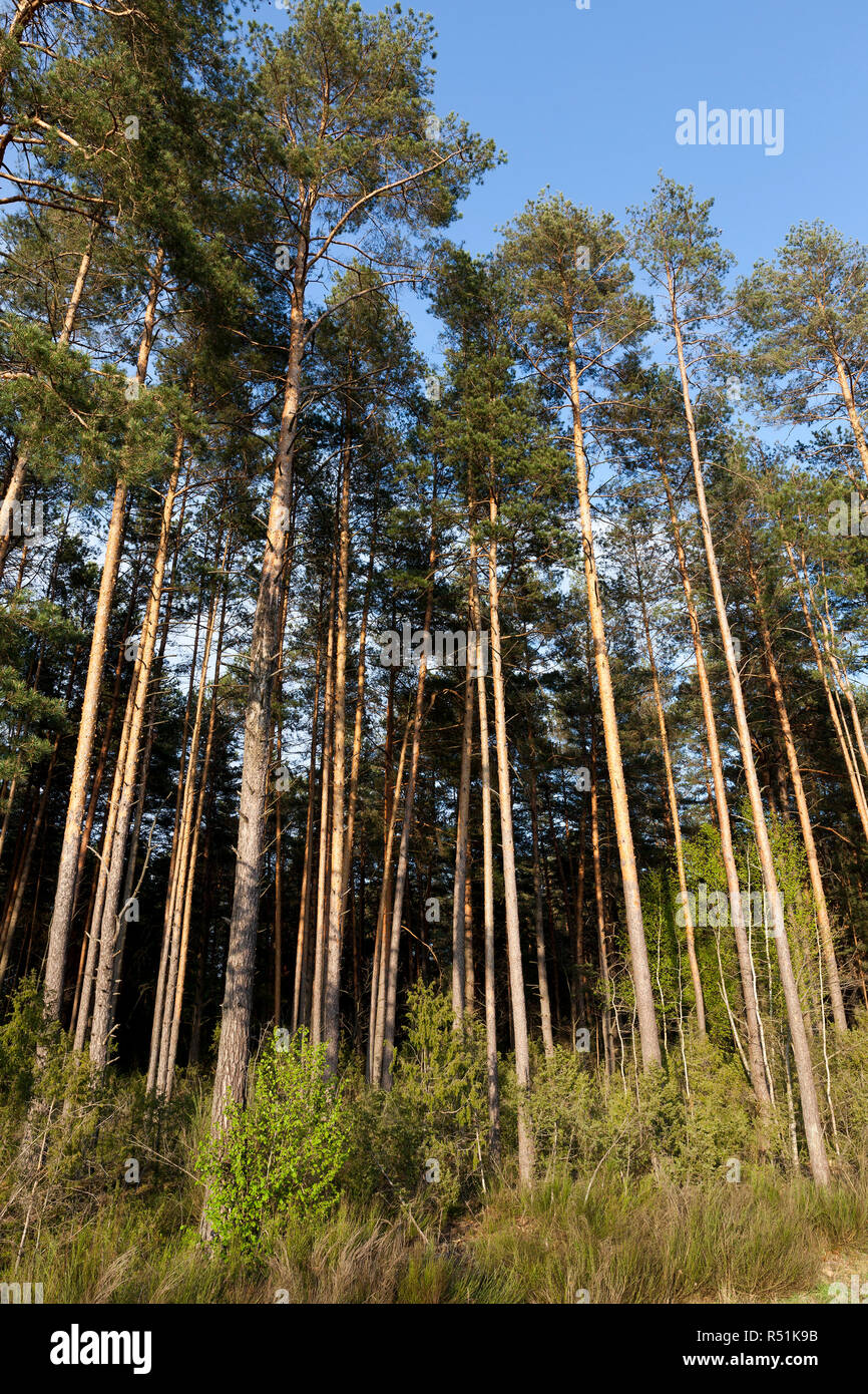 pine trees in the summer, the landscape in the coniferous forest Stock ...