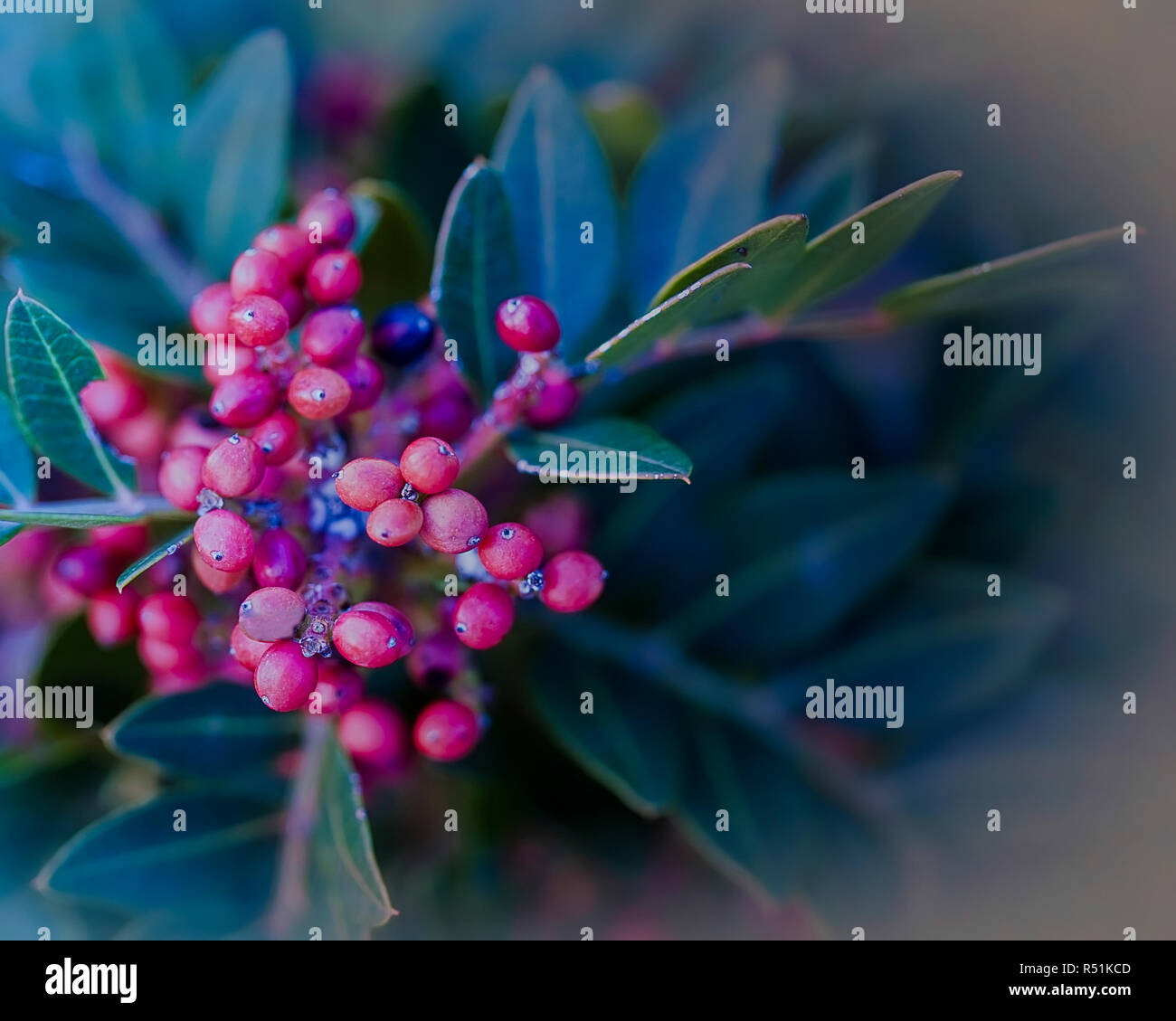 Buffalo berry Plant.Bright red berries from a Shephedia Argentea plant ...