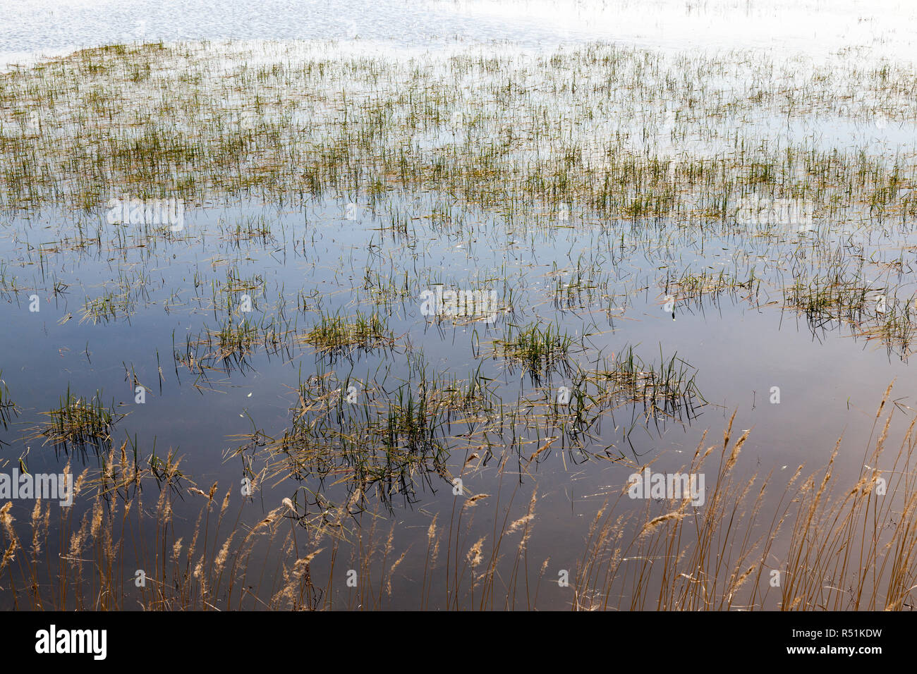 grass growing on the lake, water reflects the sky and surrounding ...