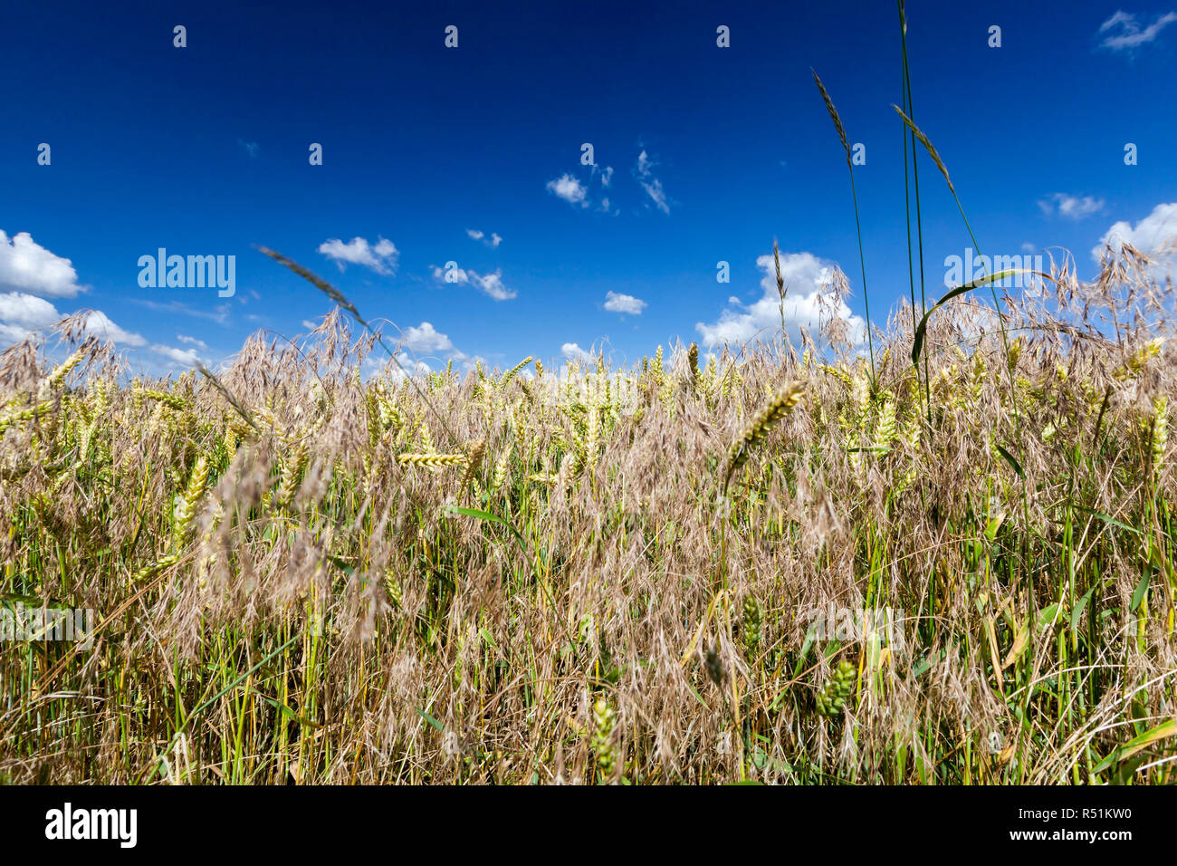 Weedy field hi-res stock photography and images - Alamy