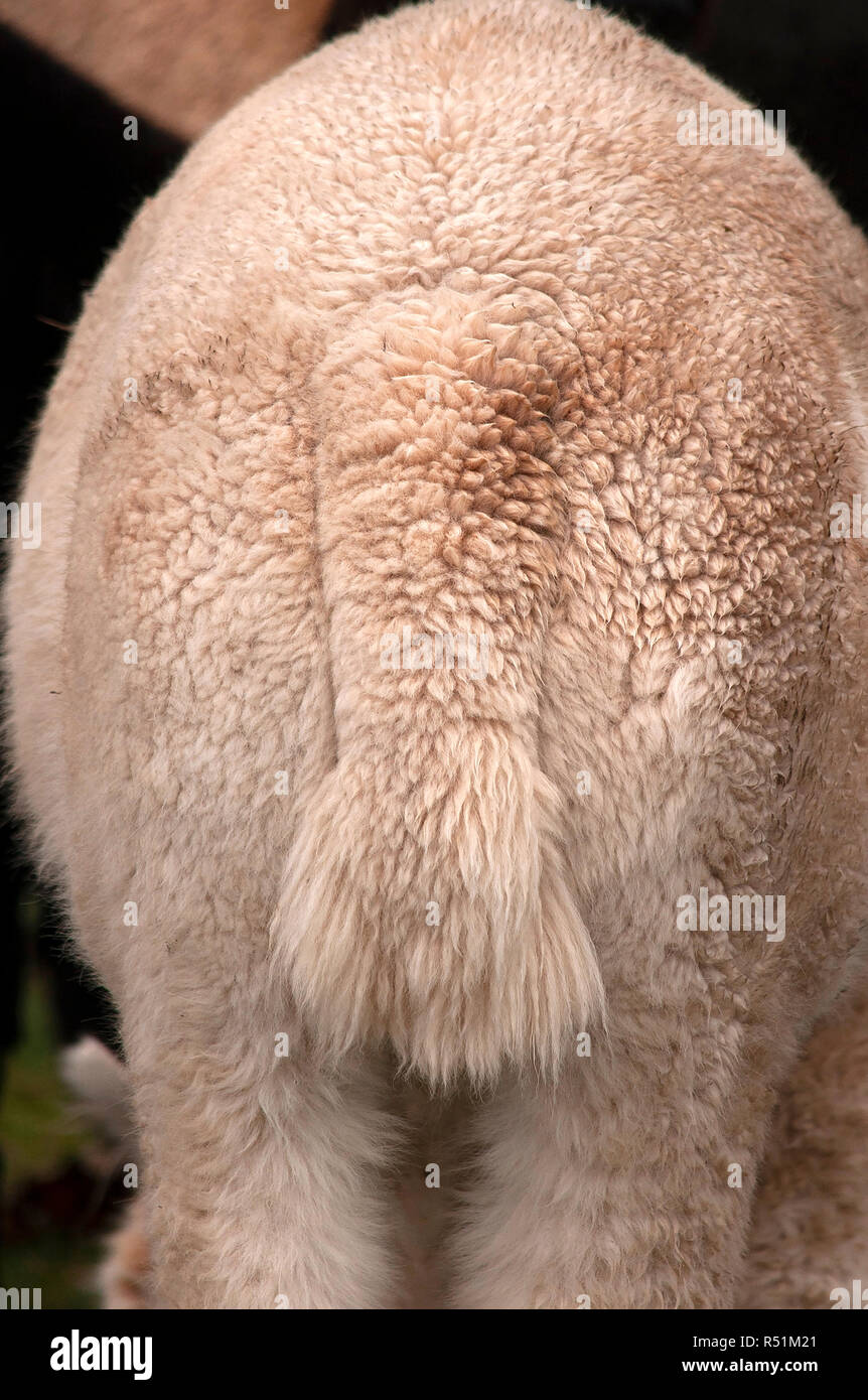 Llama Tail