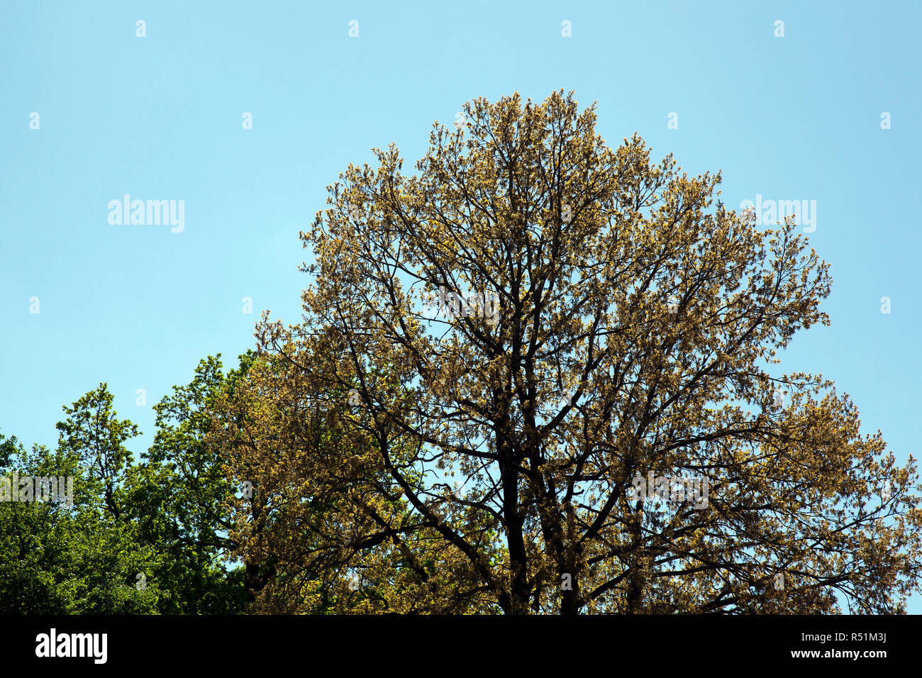 tall old oak with green foliage during flowering, spring landscape with ...