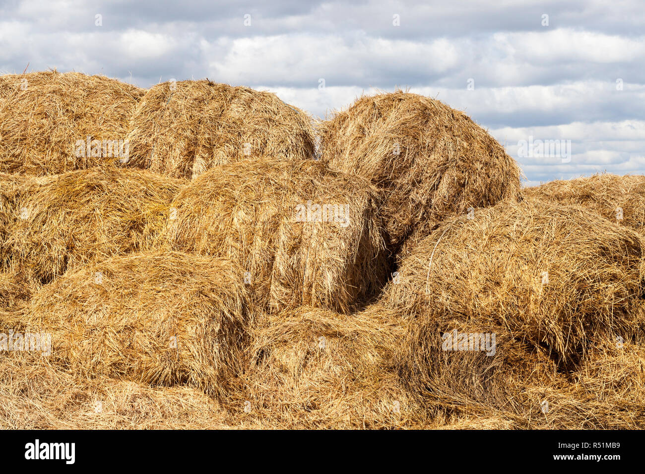 heap of round stacks of straw on the storage, closeup on the farm Stock ...