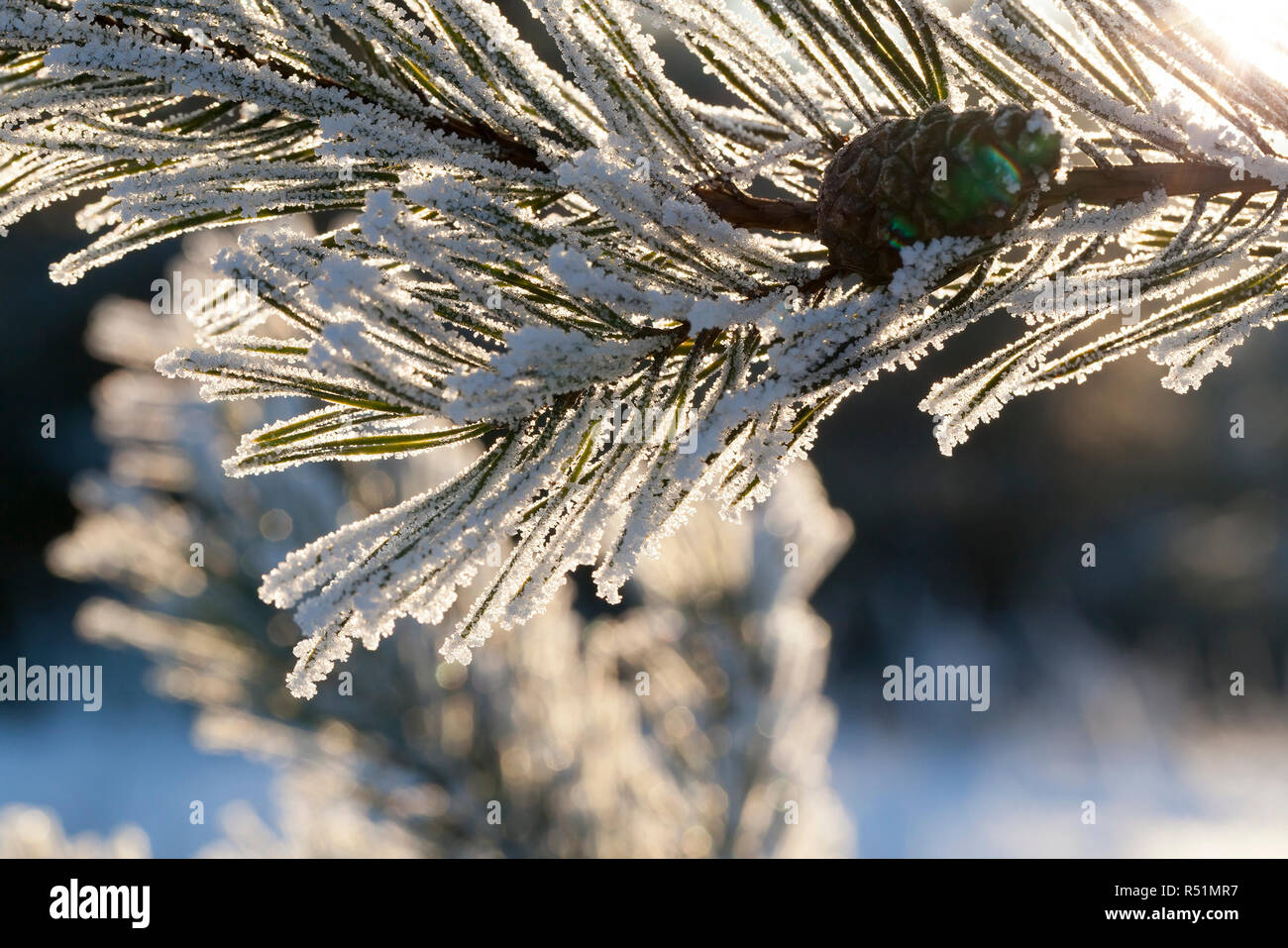 snow photographed in the winter season, which appeared after a snowfall ...