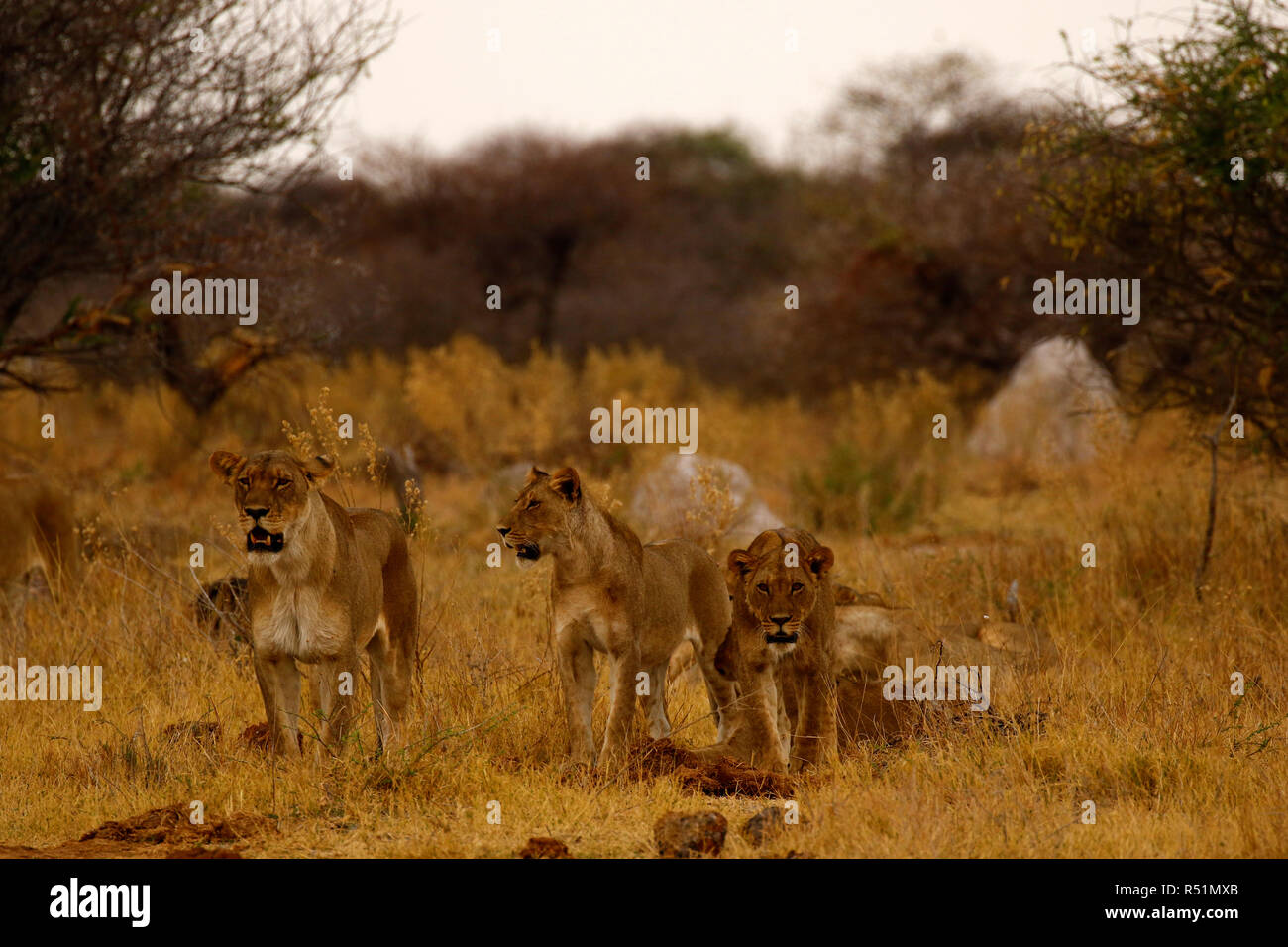 Lions great hunters and a sociable animals Stock Photo - Alamy