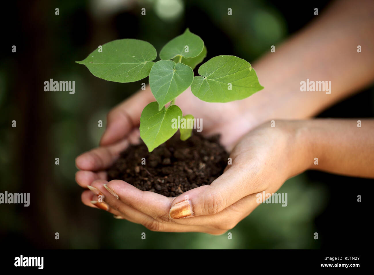 Hands holding young plant Stock Photo - Alamy