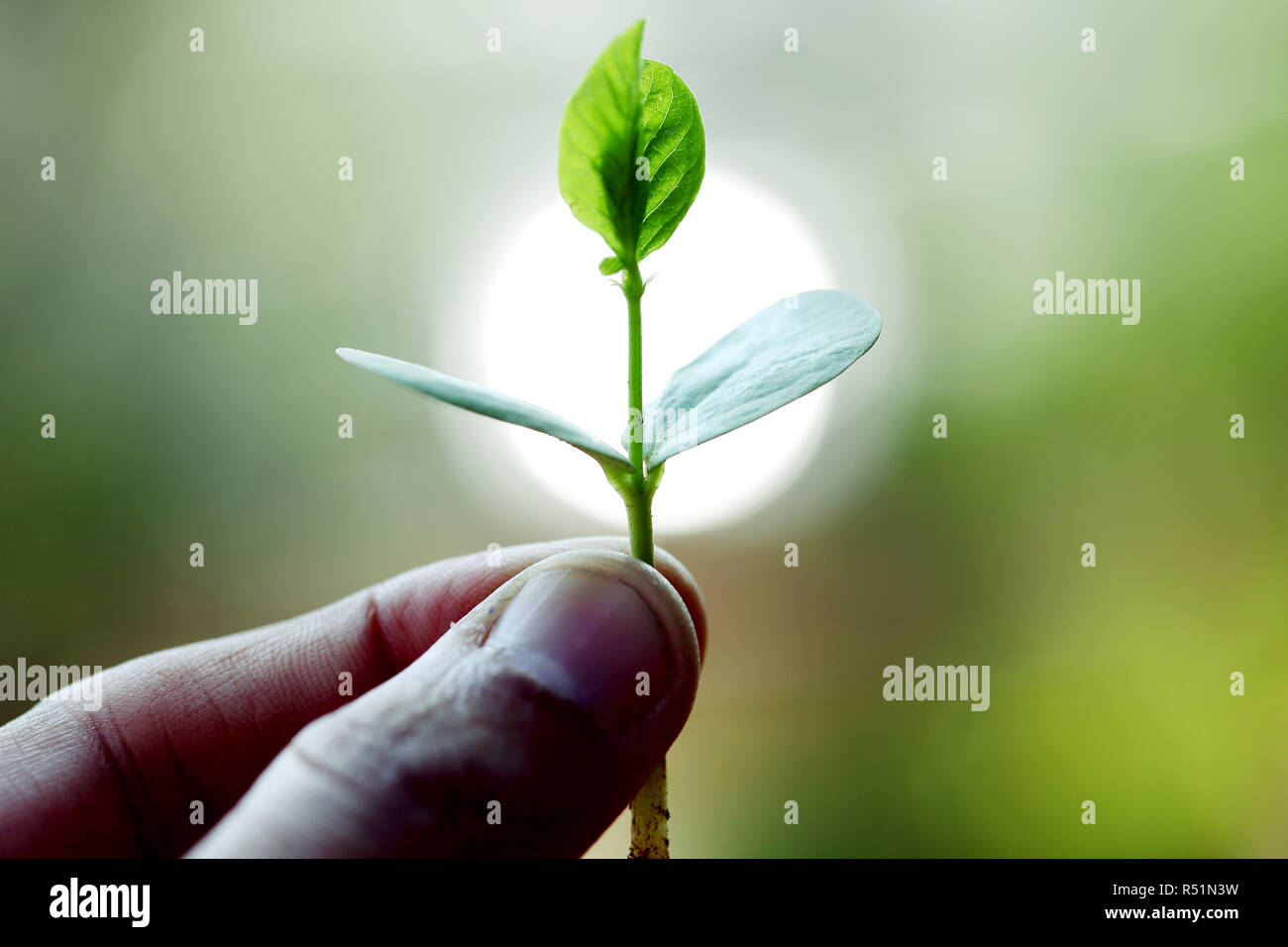 Young plant in hands Stock Photo - Alamy