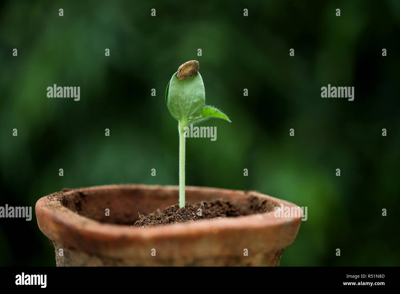 Green sprout growing from seed Stock Photo - Alamy