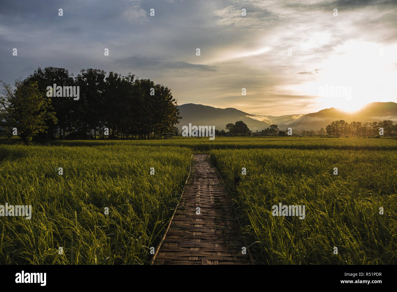 landscape Paddy rice field with sky in Twilight time Stock Photo - Alamy