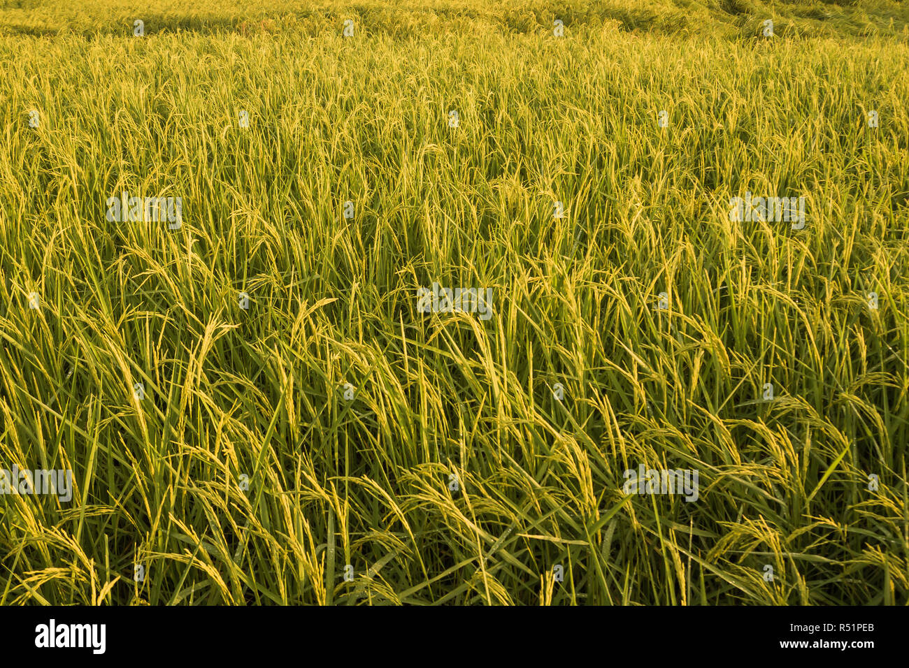 Close Up Paddy rice field Stock Photo - Alamy