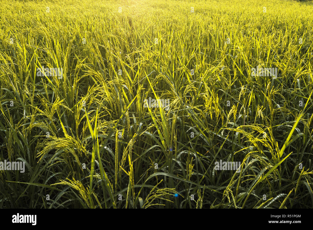 Close Up Paddy rice field Stock Photo - Alamy