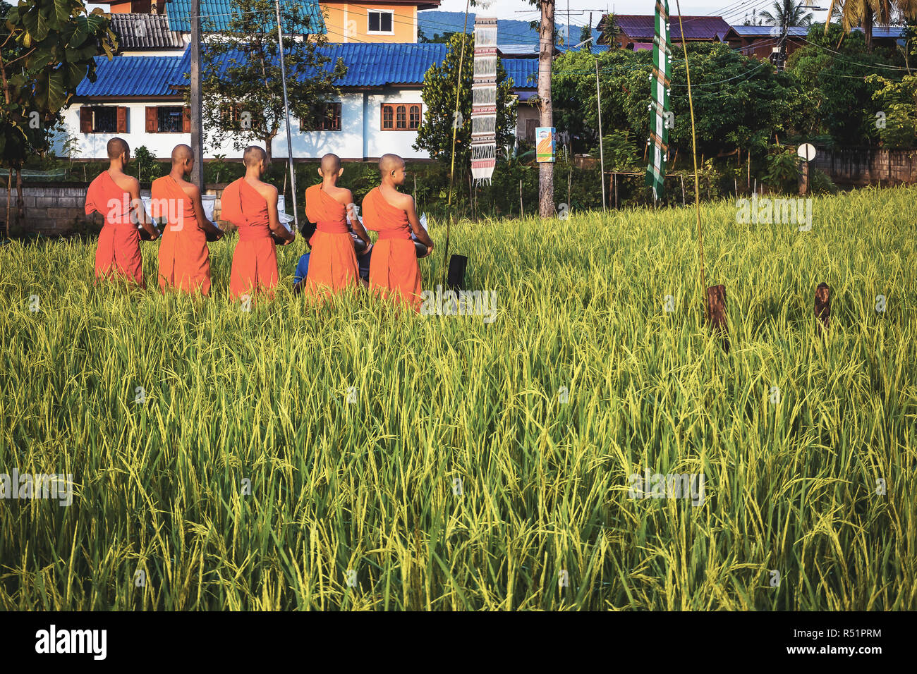 monk with Paddy rice field in Thailand Stock Photo - Alamy