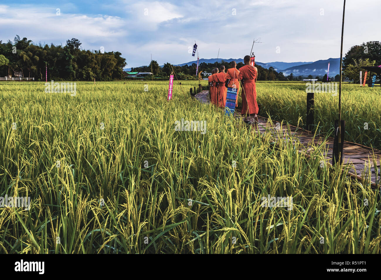 monk with Paddy rice field in Thailand Stock Photo - Alamy