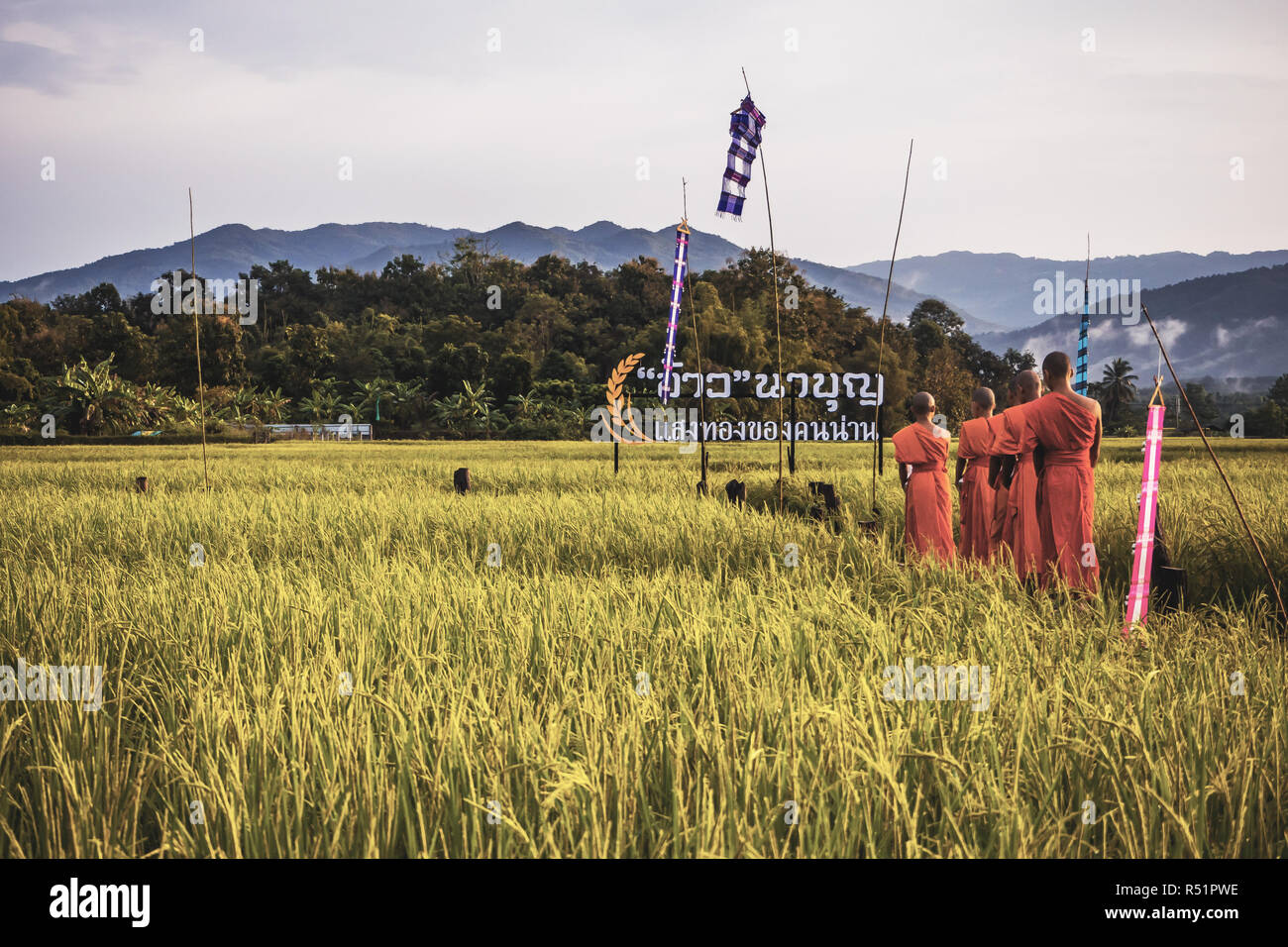 monk with Paddy rice field in Thailand Stock Photo - Alamy