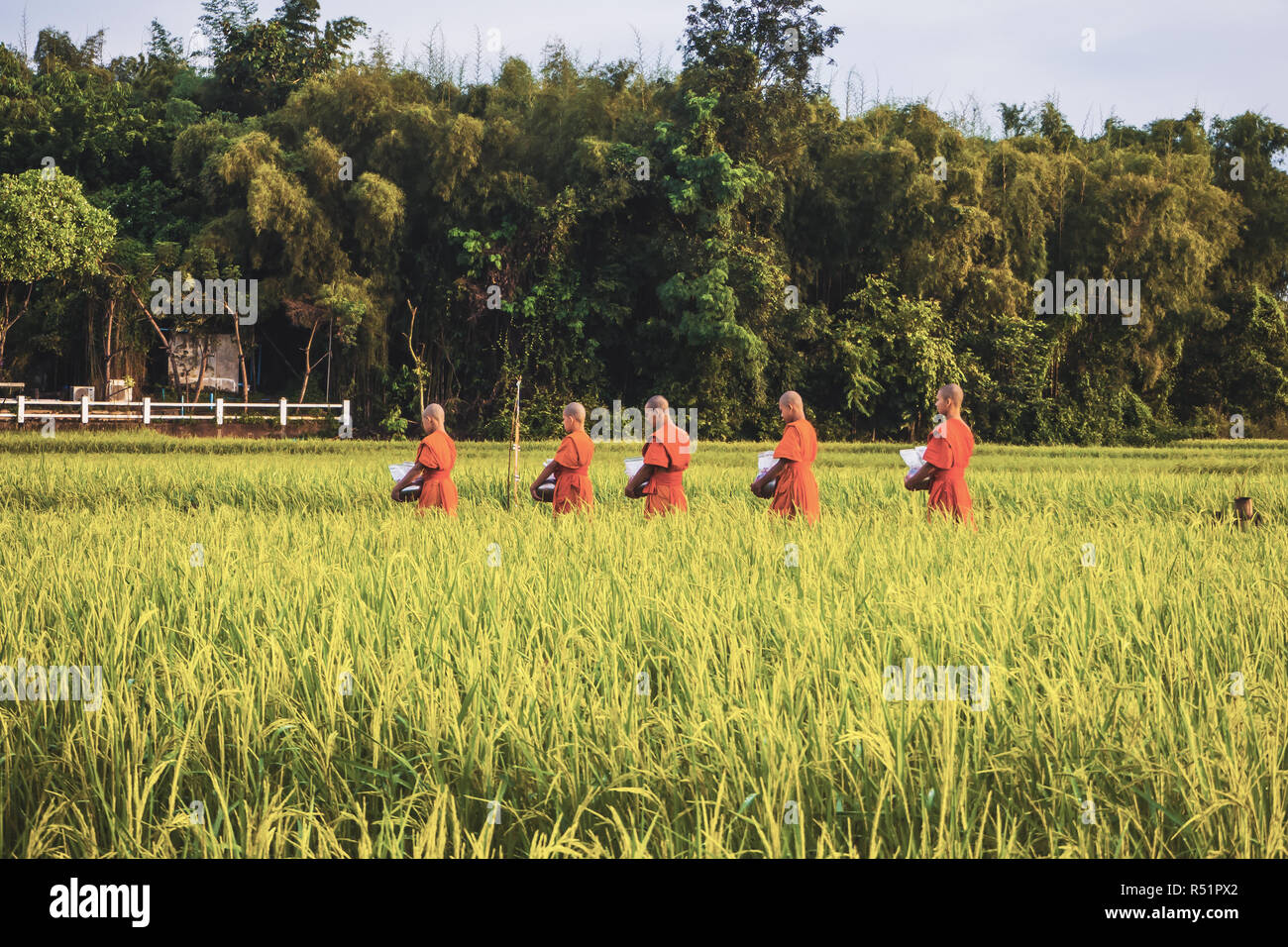 monk with Paddy rice field in Thailand Stock Photo - Alamy