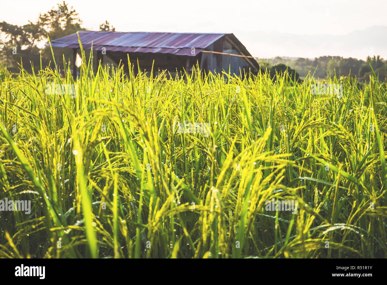 Close Up Paddy rice field Stock Photo - Alamy