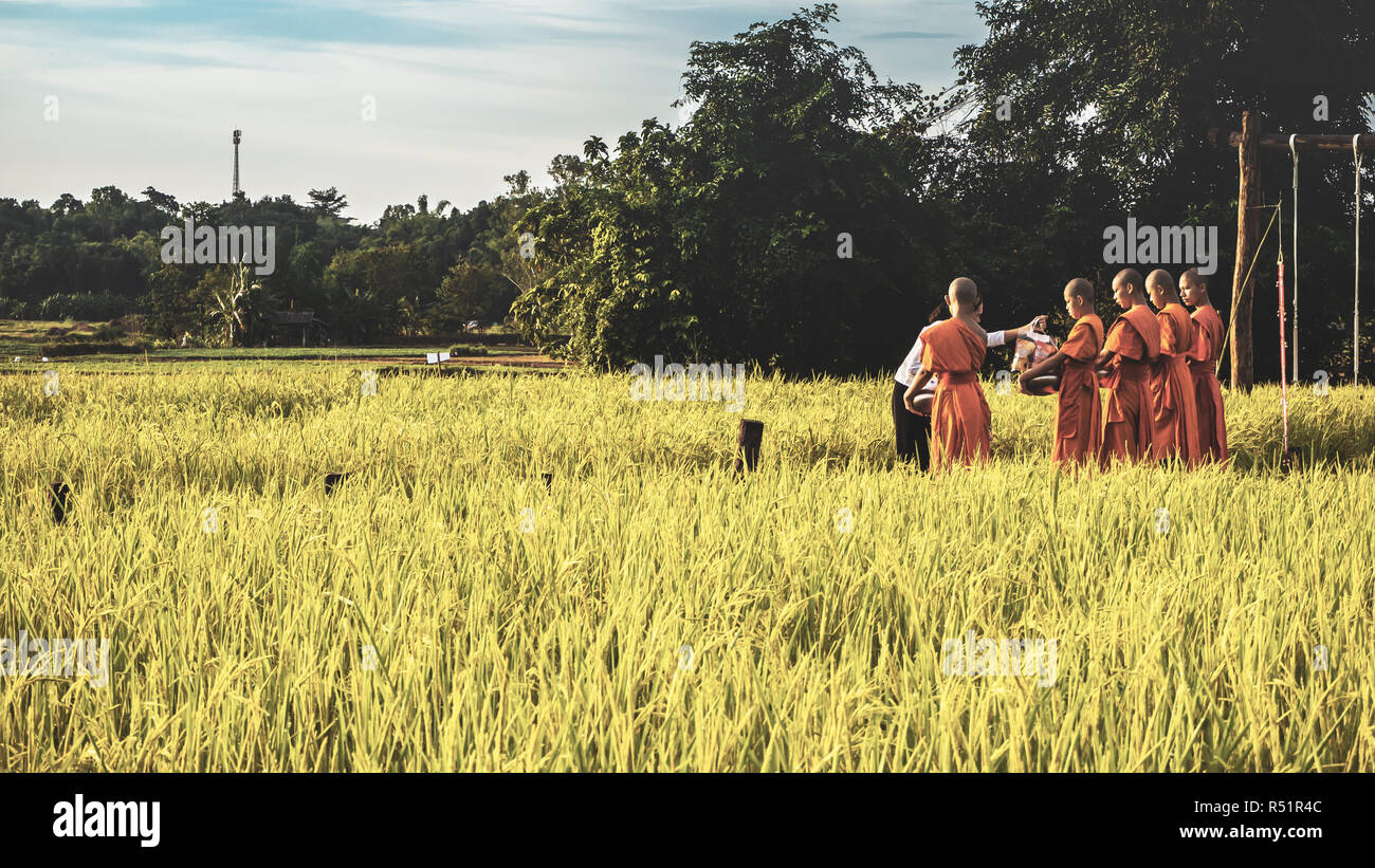 monk with Paddy rice field in Thailand Stock Photo - Alamy