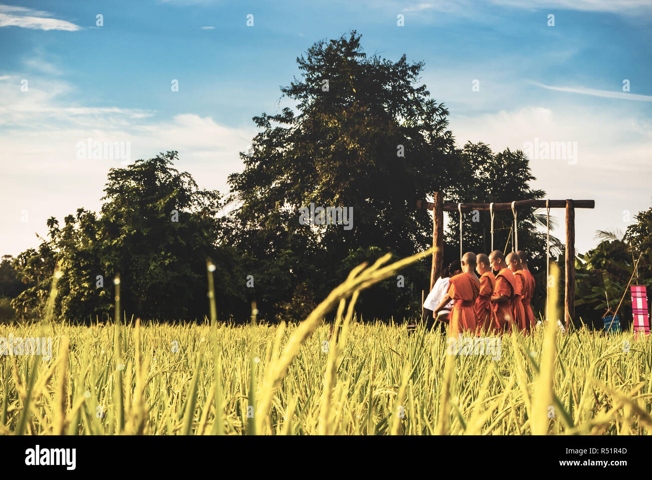 monk with Paddy rice field in Thailand Stock Photo - Alamy