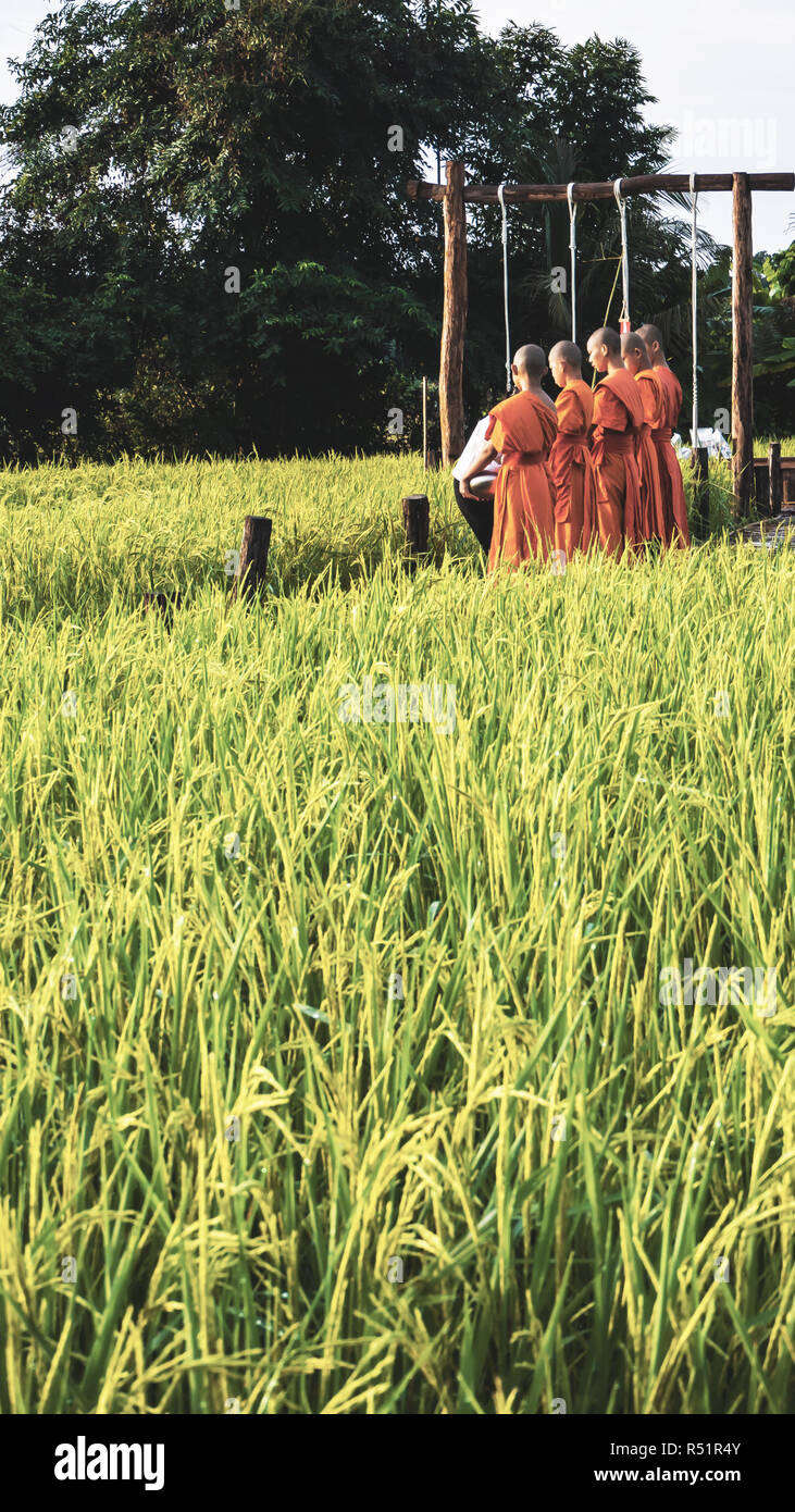 monk with Paddy rice field in Thailand Stock Photo - Alamy
