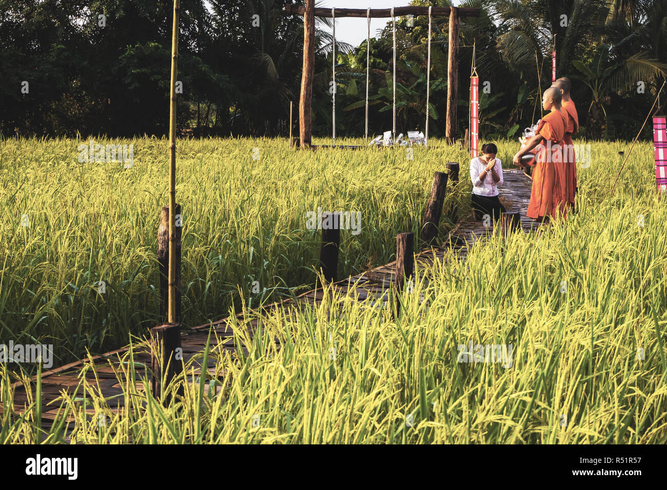 monk with Paddy rice field in Thailand Stock Photo - Alamy