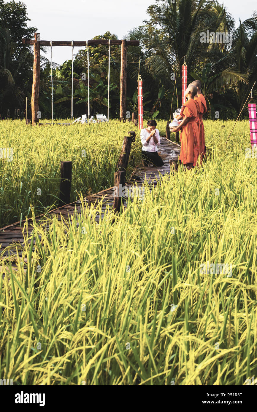 monk with Paddy rice field in Thailand Stock Photo - Alamy