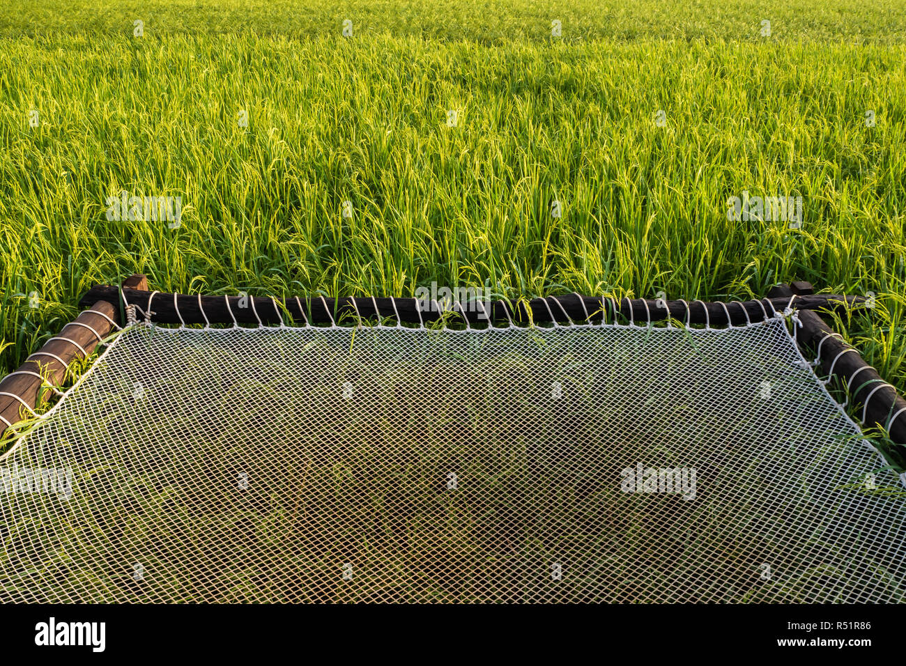 Close Up Paddy rice field Stock Photo - Alamy