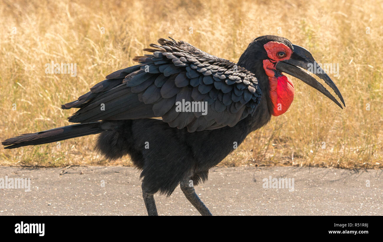 Southern Ground Hornbill in Africa looking for food Stock Photo - Alamy