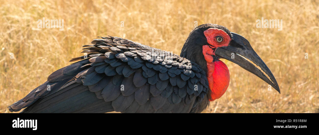 Southern Ground Hornbill in Africa looking for food Stock Photo - Alamy