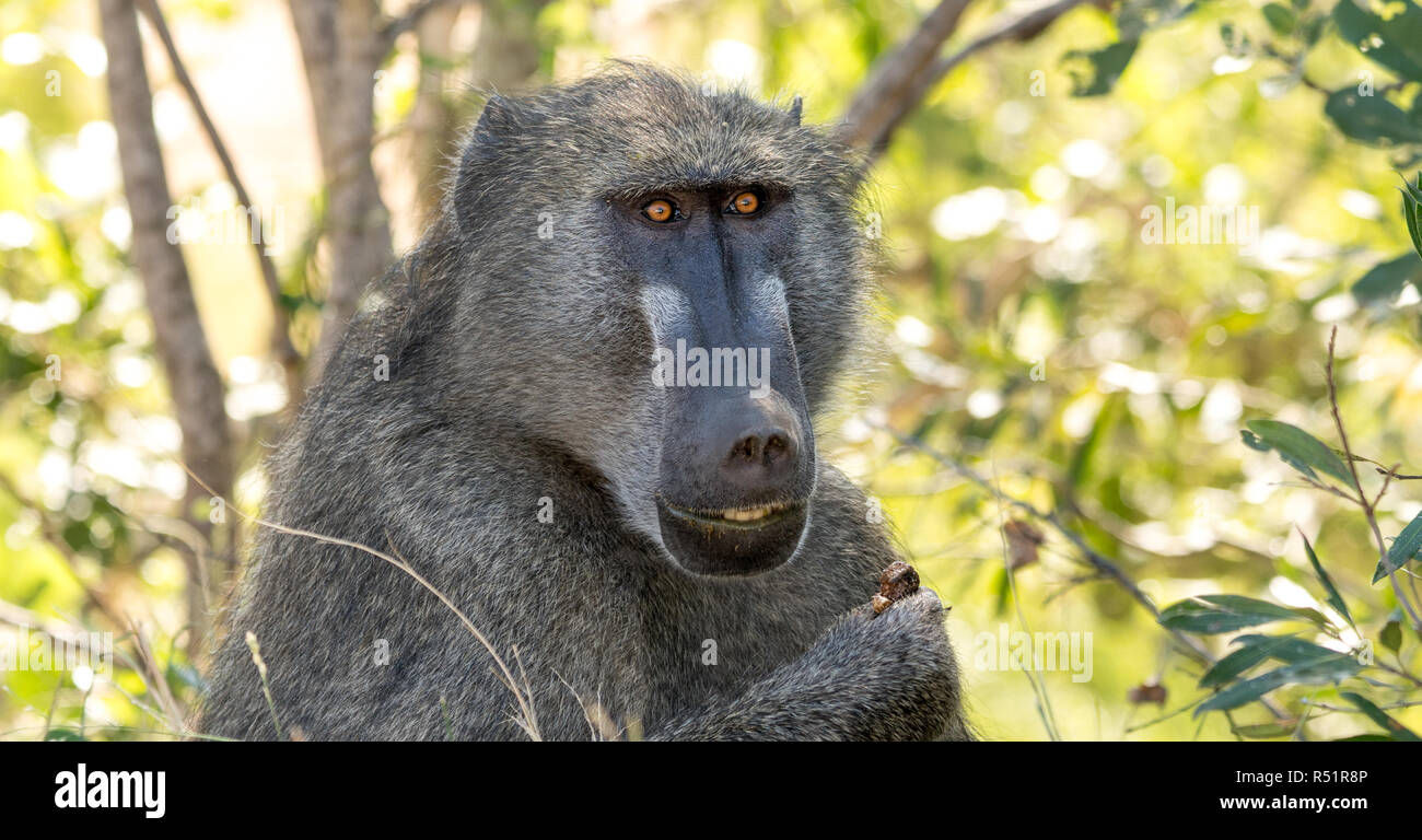 a baboon is eating fruit along side a road near Kruger Park in South ...