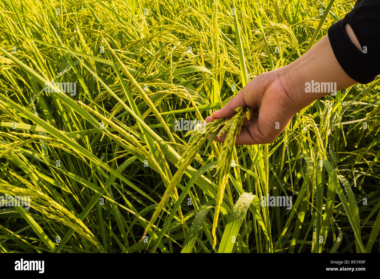 Close Up Paddy rice field with hand Stock Photo - Alamy