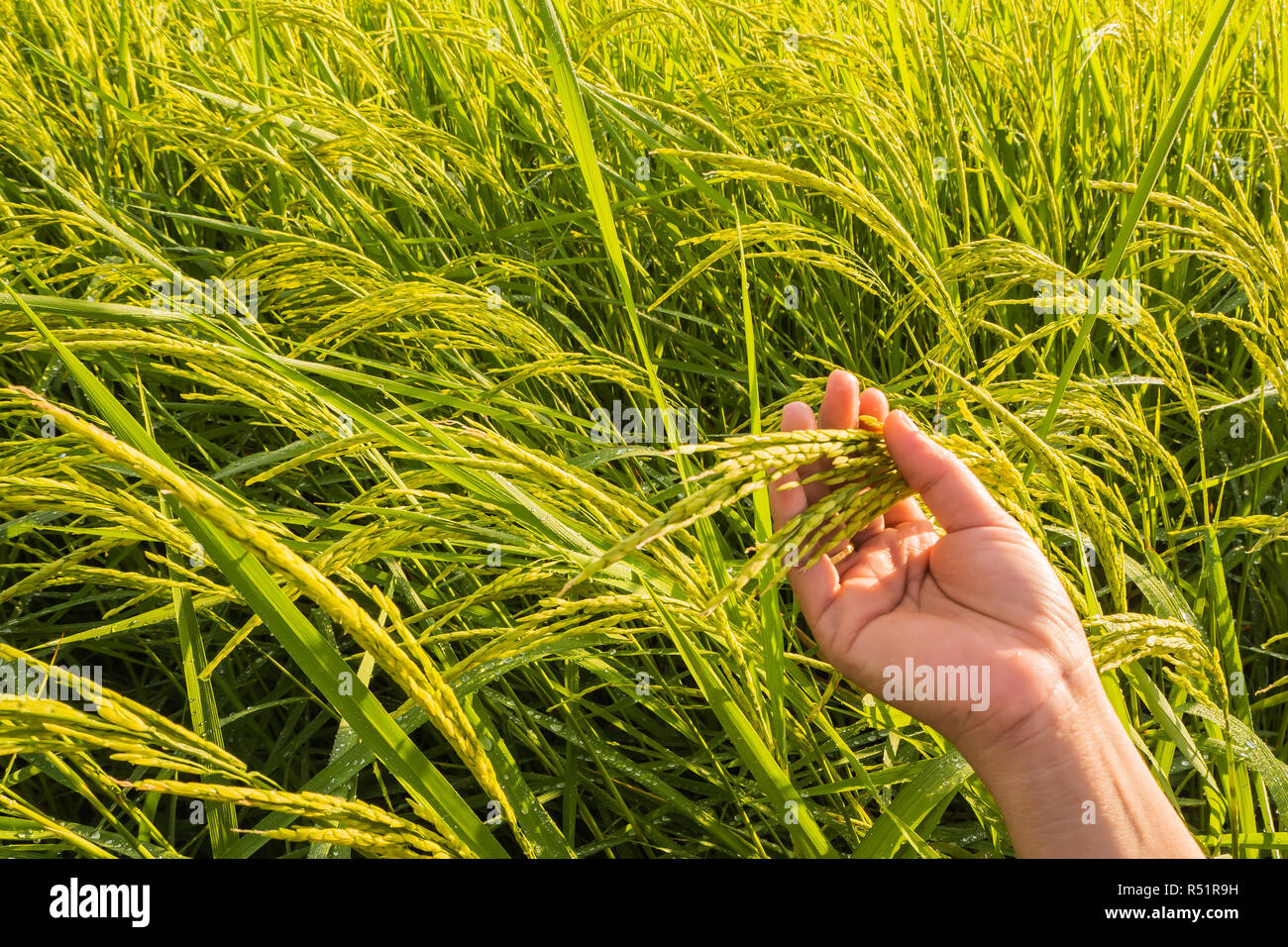 Hand holding rice grains hi-res stock photography and images - Alamy