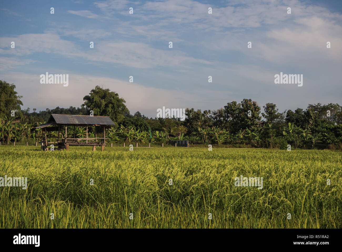 Paddy rice field in Thailand Stock Photo - Alamy