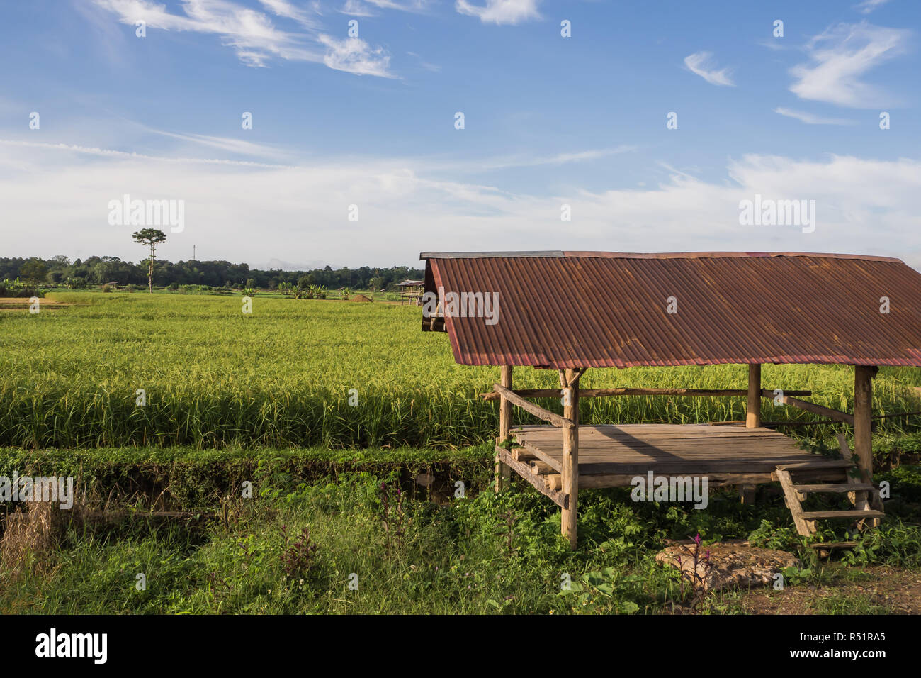 Paddy rice field in Thailand Stock Photo - Alamy