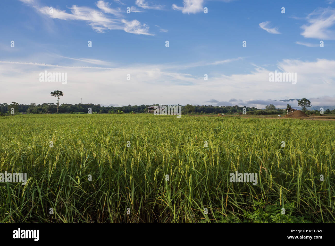 Paddy rice field in Thailand Stock Photo - Alamy