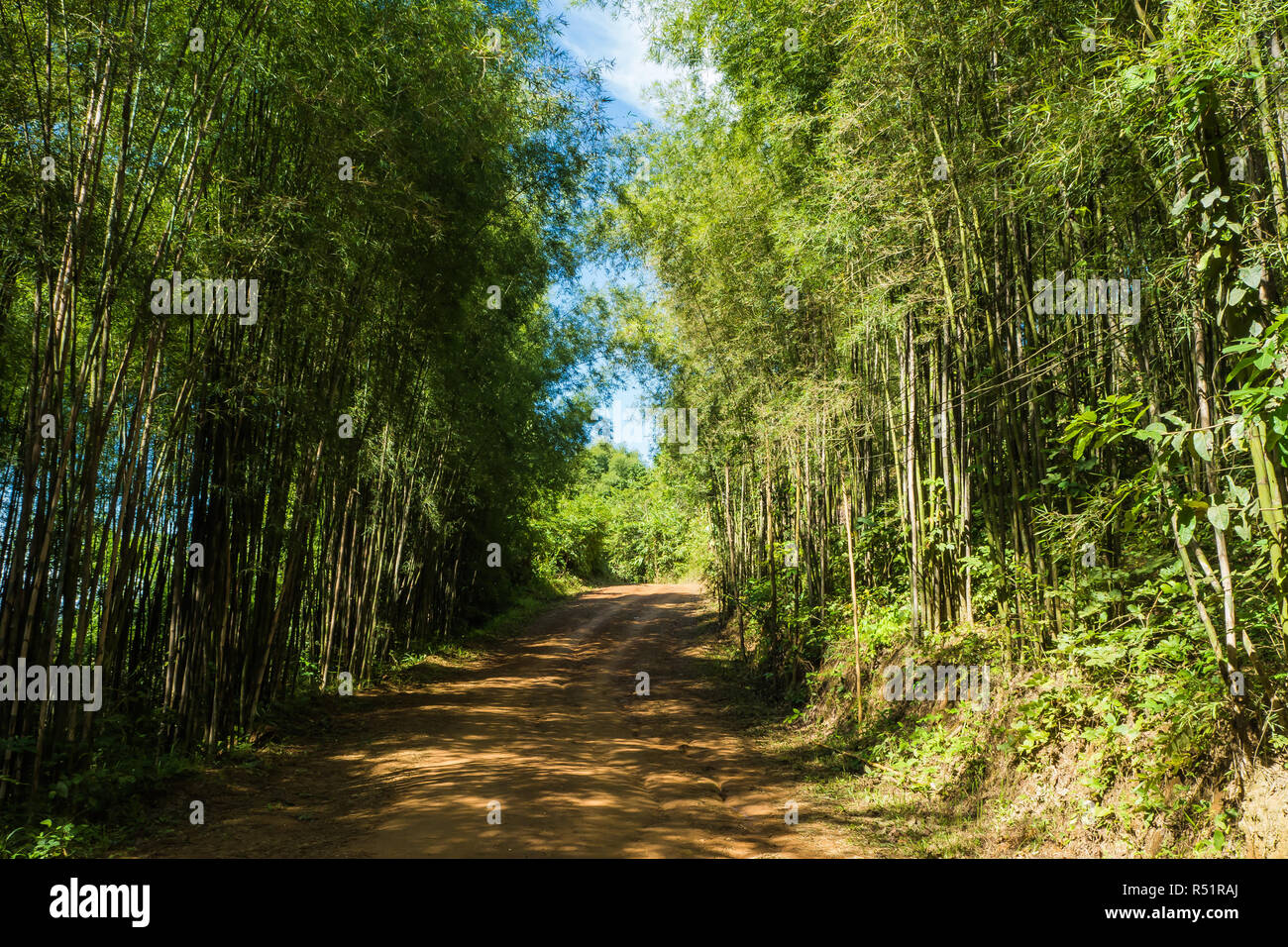 Path to bamboo forest , Walkway Stock Photo - Alamy