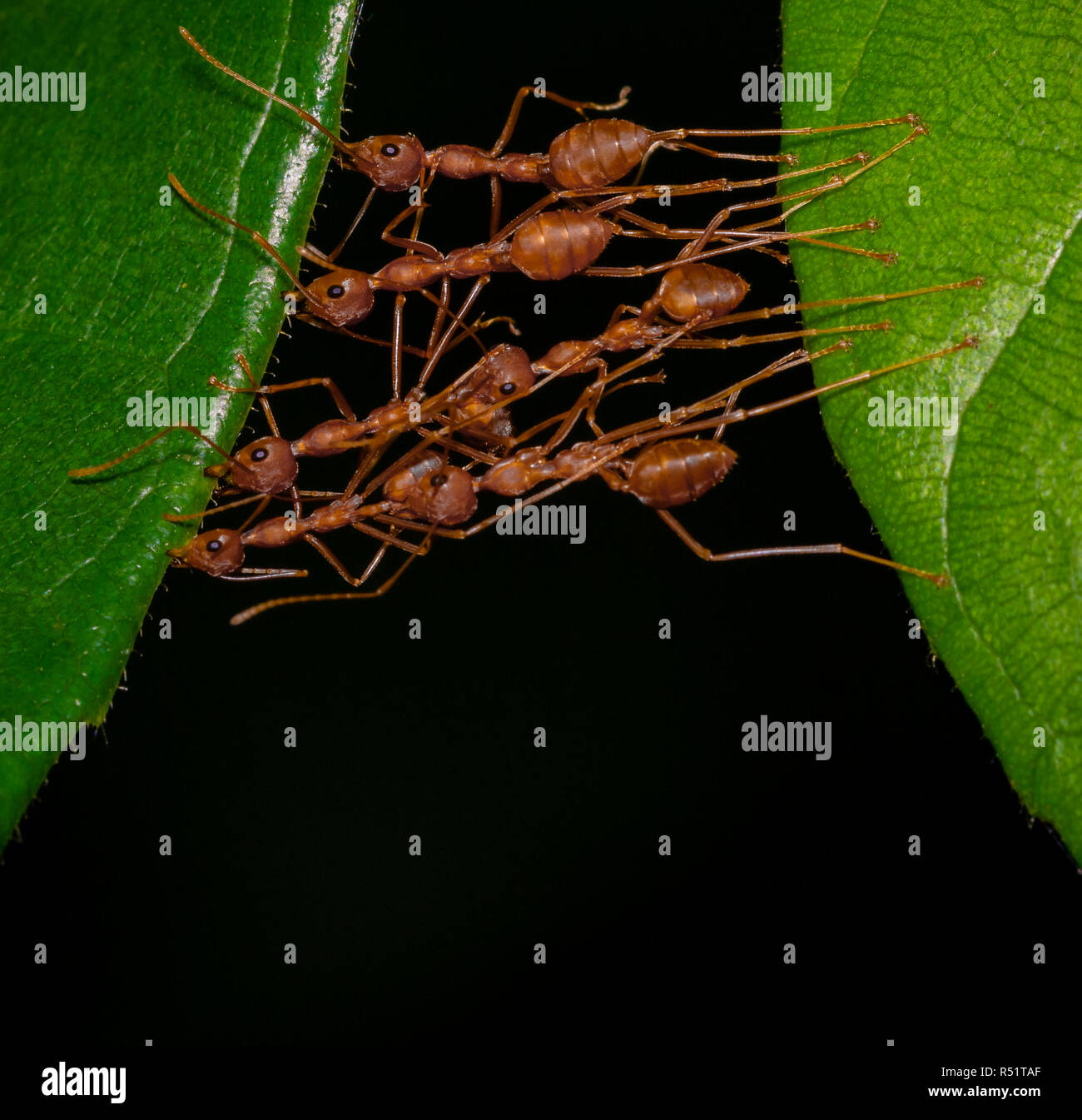 Red ants hi-res stock photography and images - Alamy