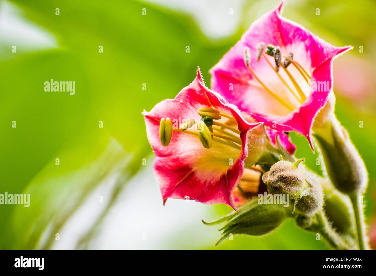 Pink tubular flowers hi-res stock photography and images - Alamy