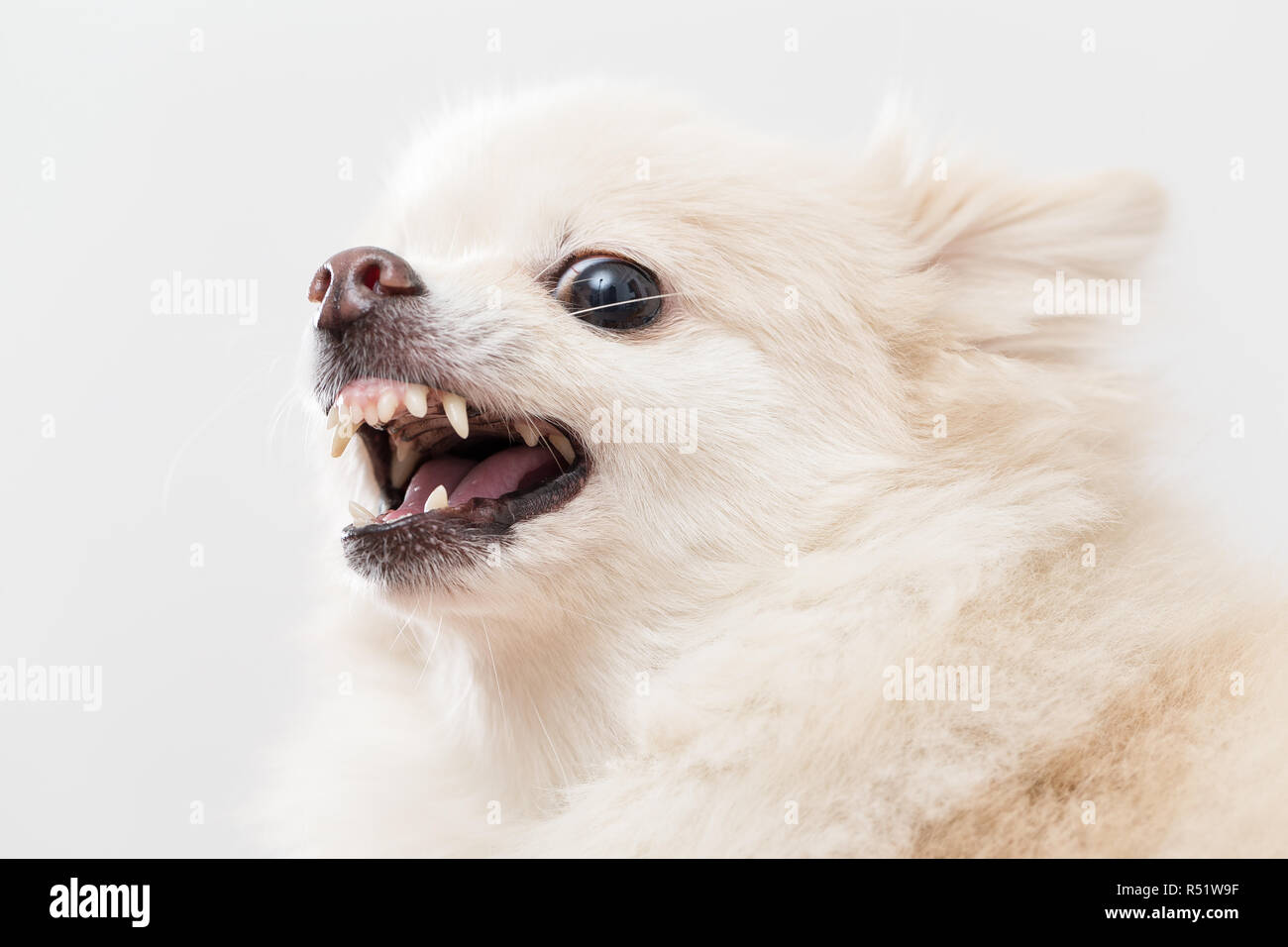 Pomeranian getting angry Stock Photo - Alamy