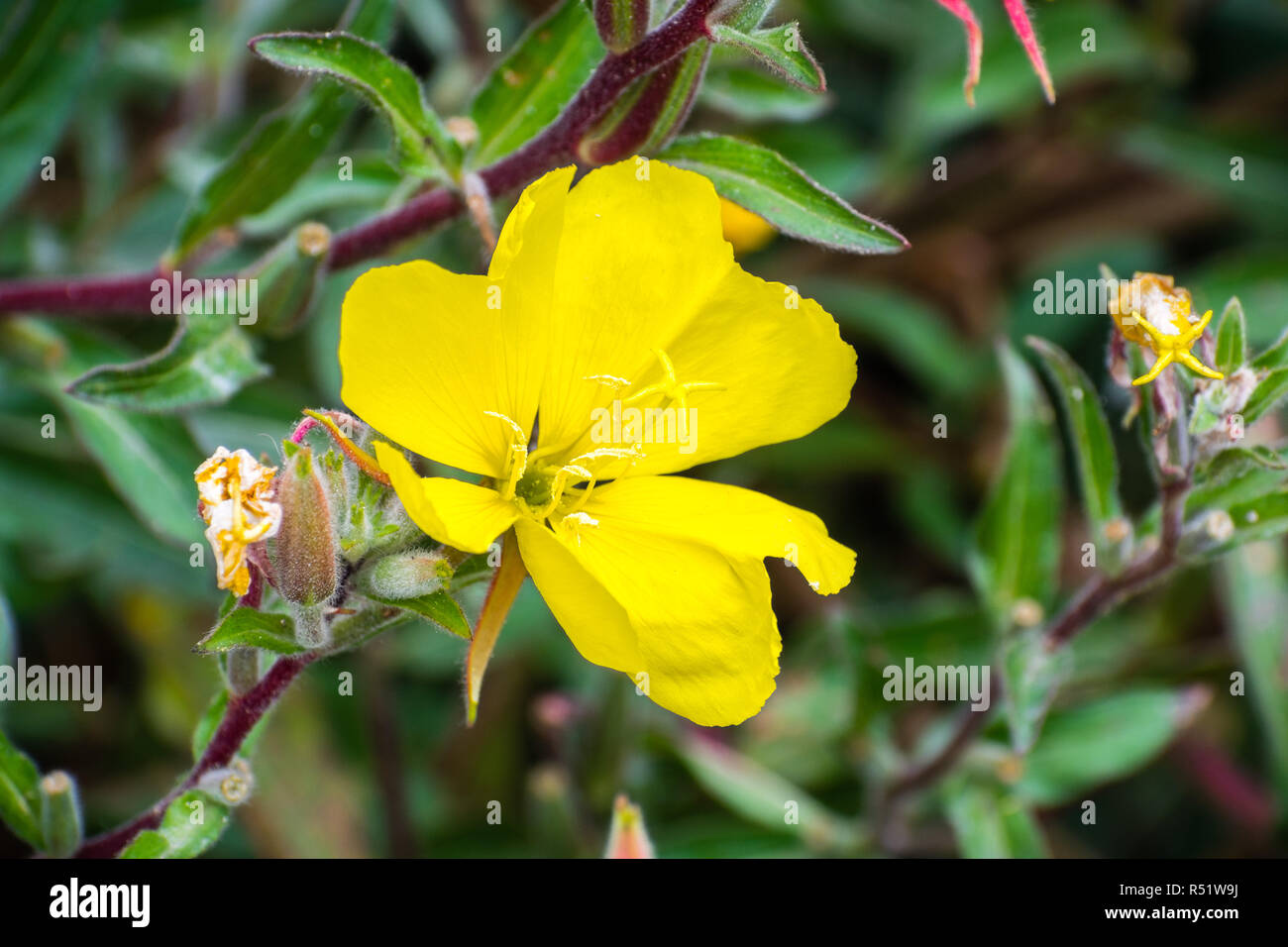 The perennial san francisco hi-res stock photography and images - Alamy