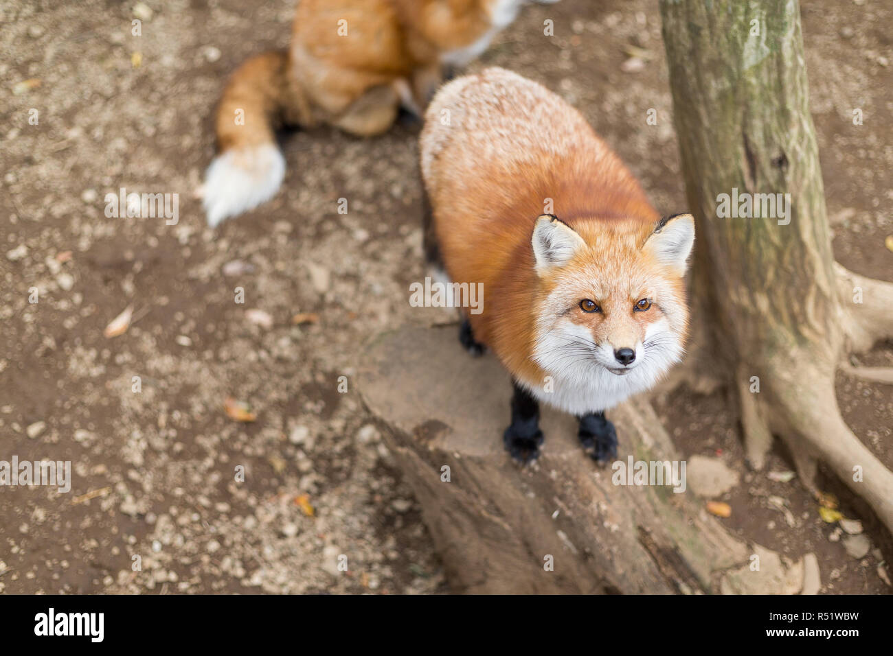 Fox waiting for food Stock Photo - Alamy