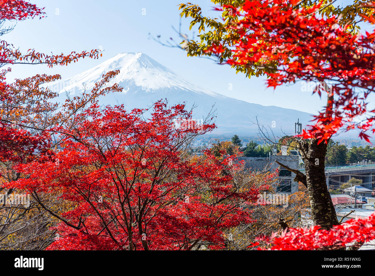 Mount Fuji and red maple tree Stock Photo - Alamy