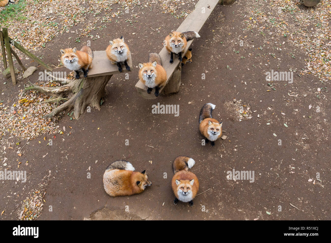 Fox looking up Stock Photo - Alamy