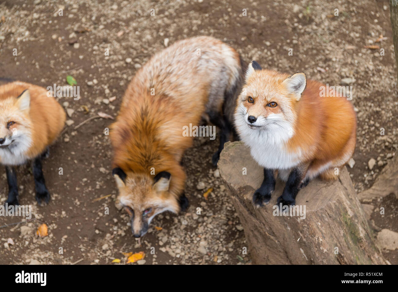 Fox earth garden hi-res stock photography and images - Alamy