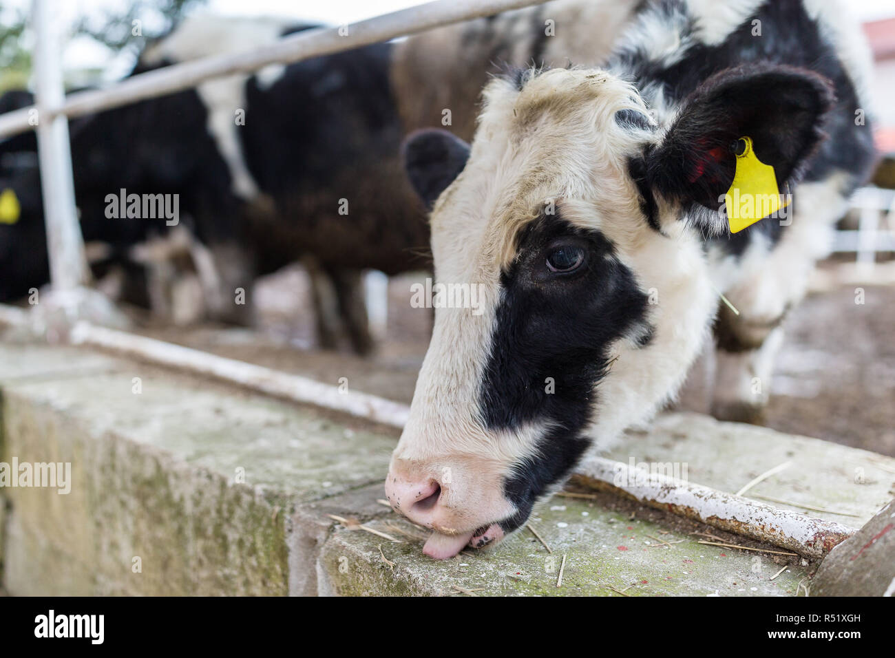 Dairy calf nursery hi-res stock photography and images - Alamy