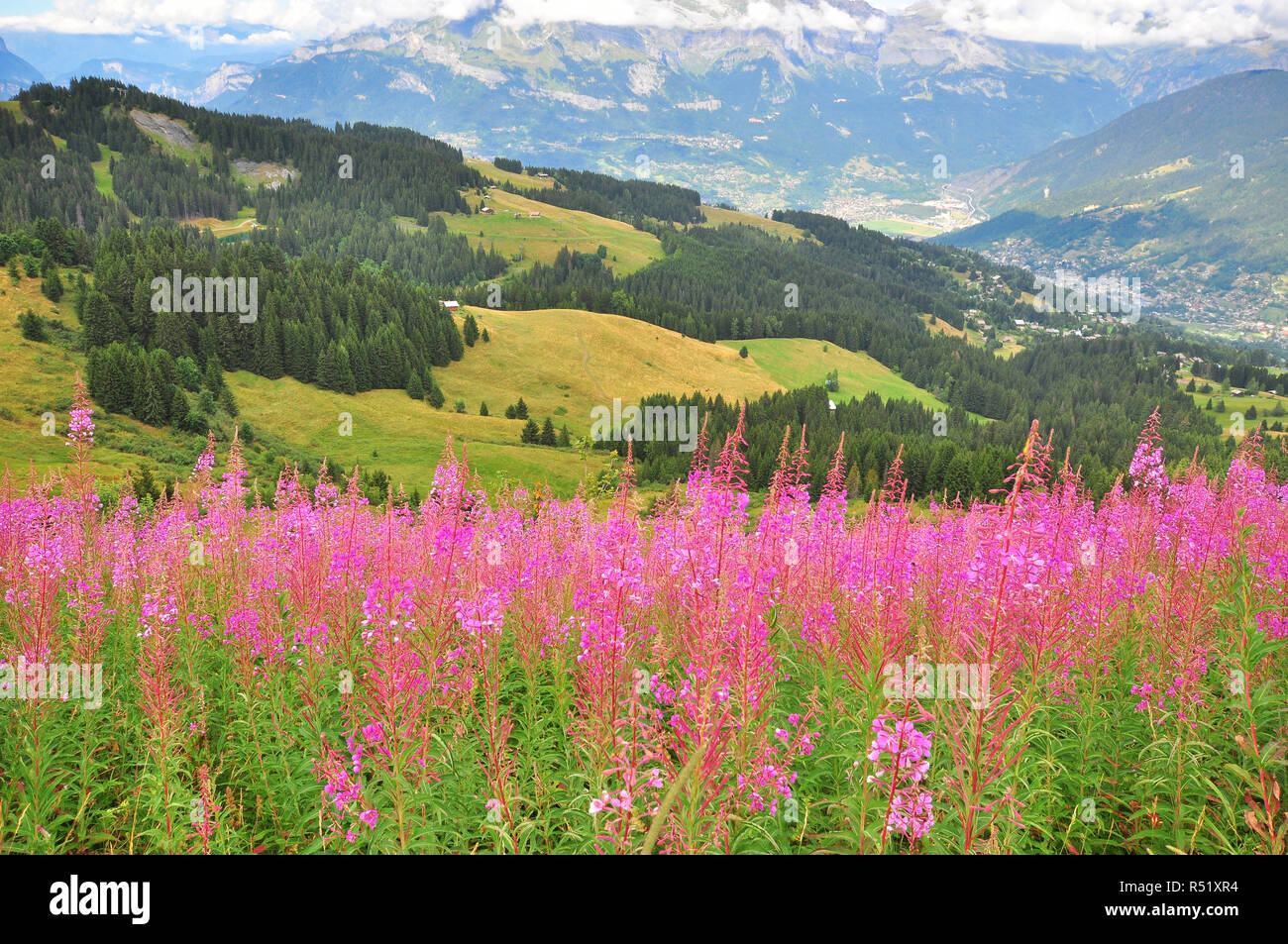 Pink flowers in green mountain valley, french Alps Stock Photo - Alamy