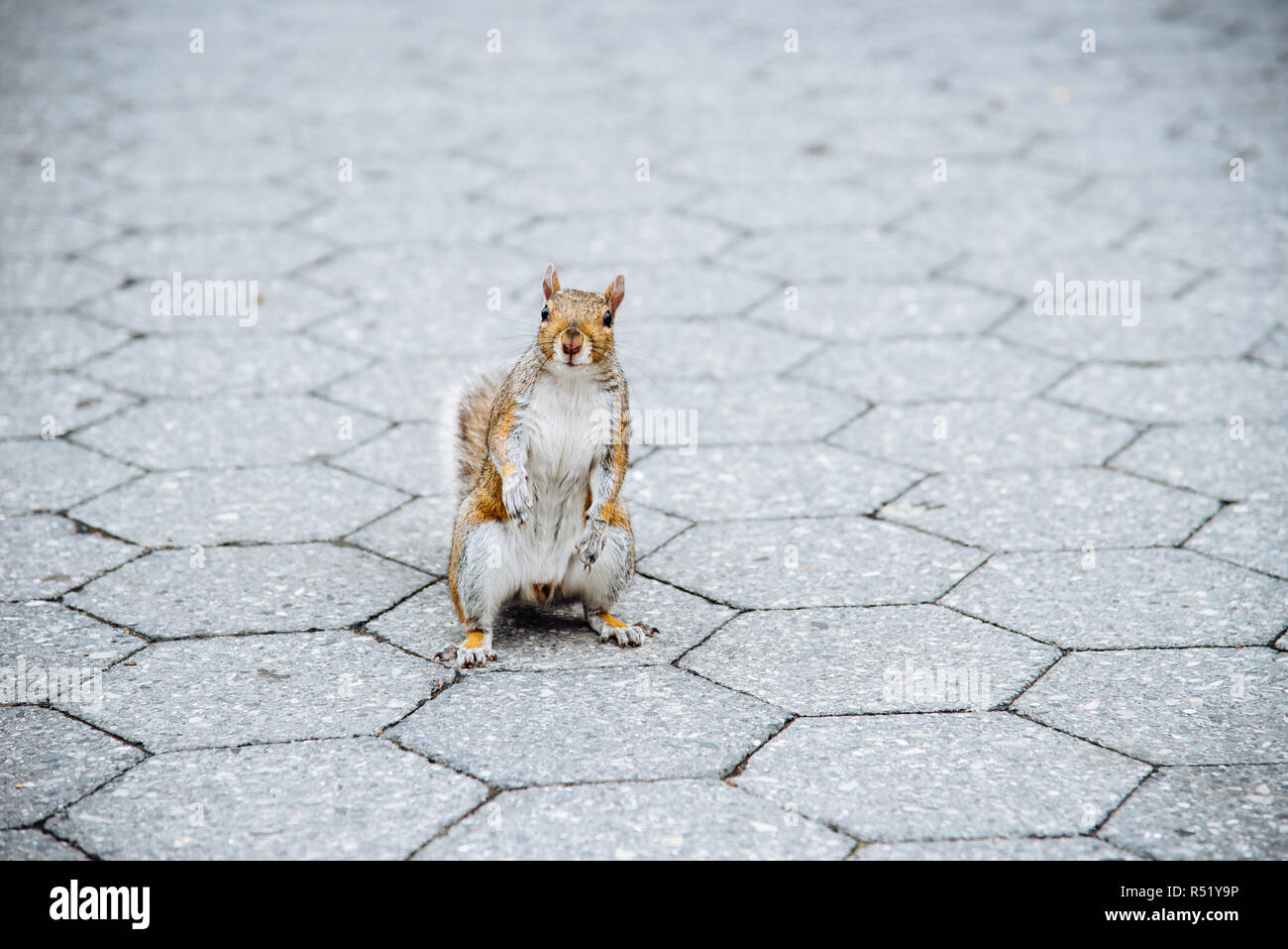 A curious squirrel posing on pavement of street in New York City Stock ...