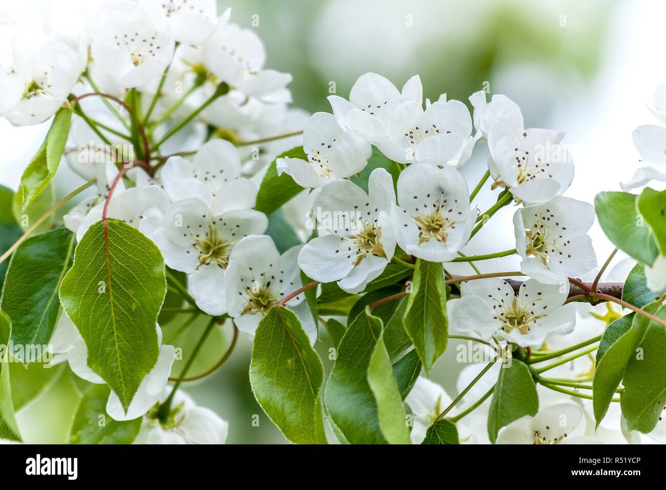 Pear tree pyrus pyraster hi-res stock photography and images - Alamy